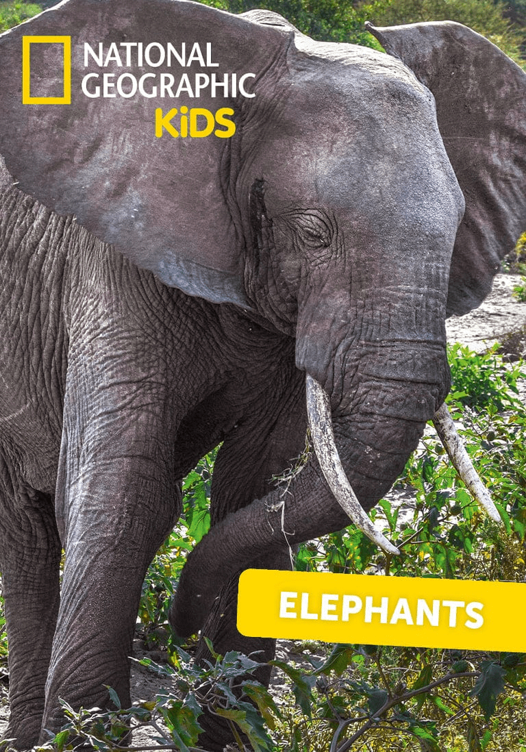 National Geographic Kids: Elephants Tonie | tonies®